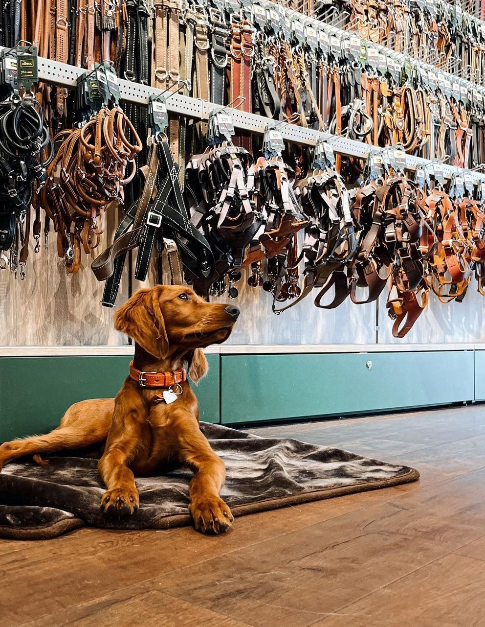 HUNTER Oslo Brandstores & Salons – Glitre Zoo